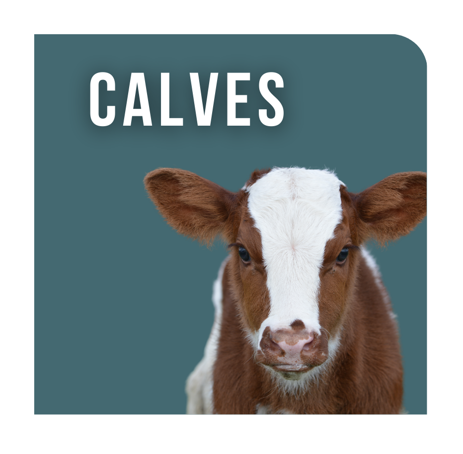 Products – Mayo Animal Healthcare